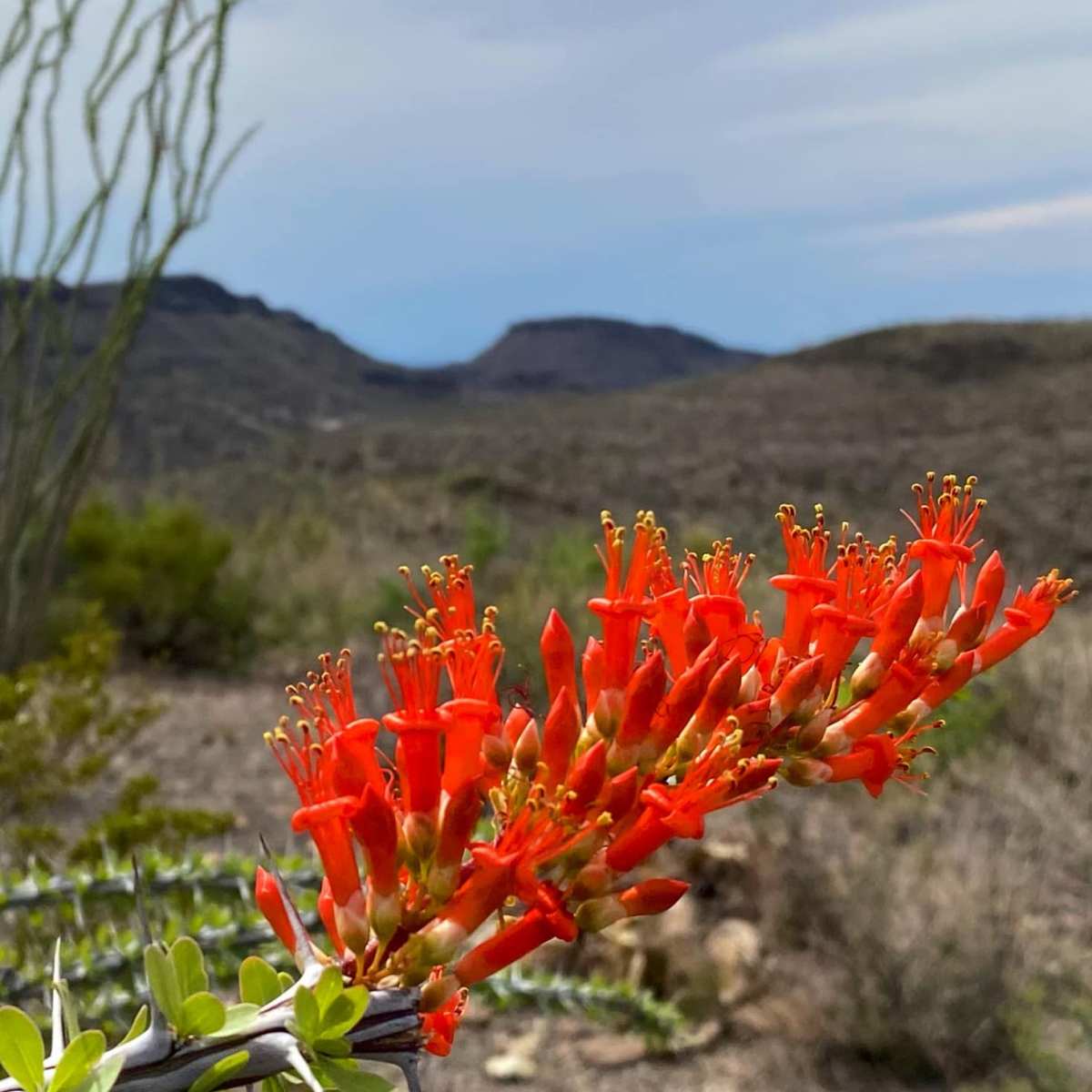 Stunning Ocotillo Blooms Captured in Big Bend Ranch and Big Bend ...