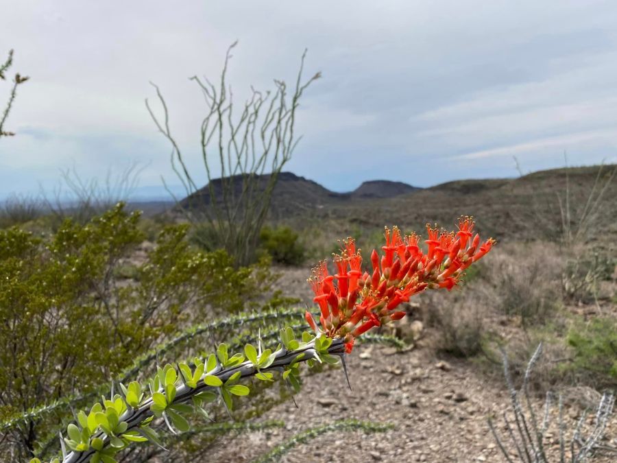 Stunning Ocotillo Blooms Captured in Big Bend Ranch and Big Bend ...
